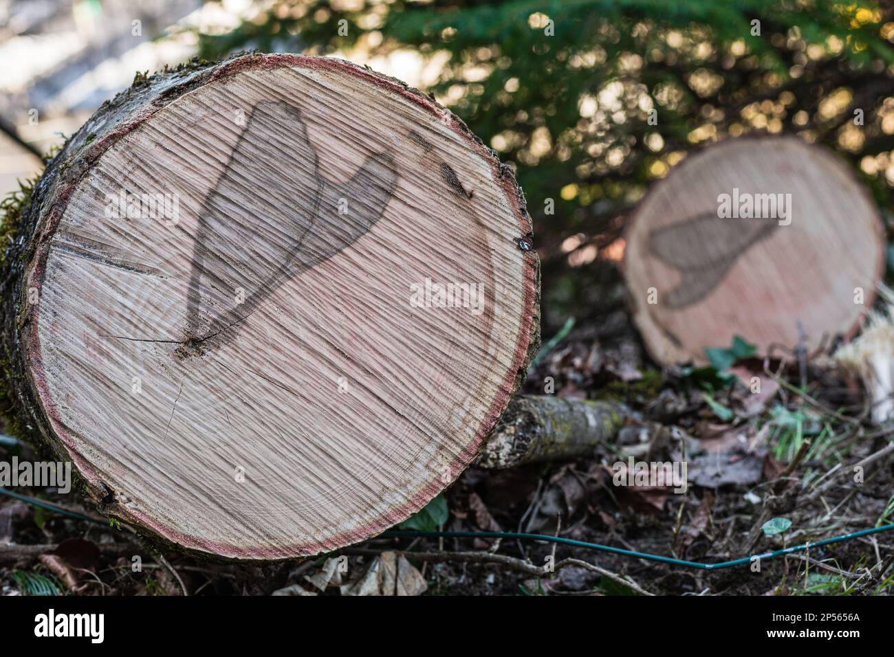 Cut tree trunk with circular cuts. Orange winter colors. Presence of ...