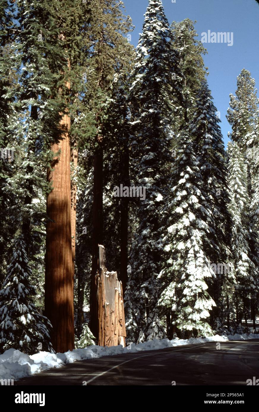 Yosemite and Sequoia-Kings Canyon National Parks. CA. USA. 1984 ...