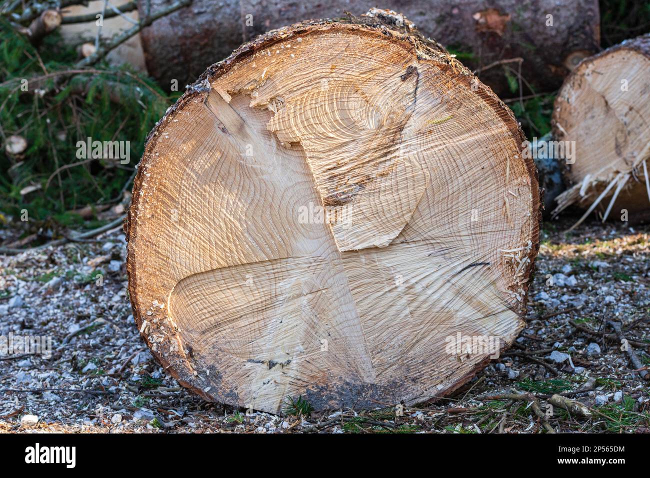 Cut tree trunk with circular cuts. Orange winter colors. Presence of ...