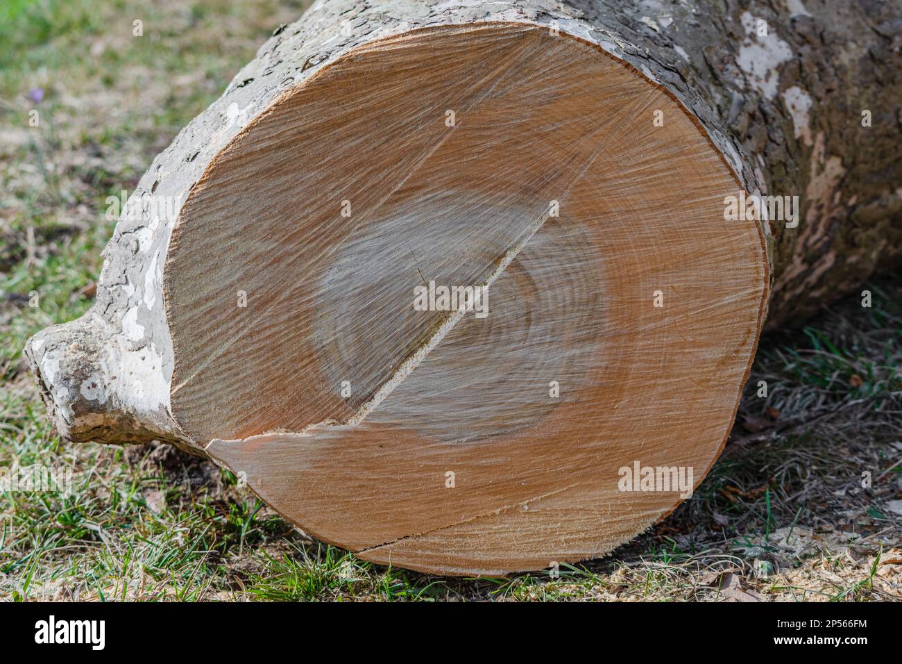 Cut tree trunk with circular cuts. Orange winter colors. Presence of ...
