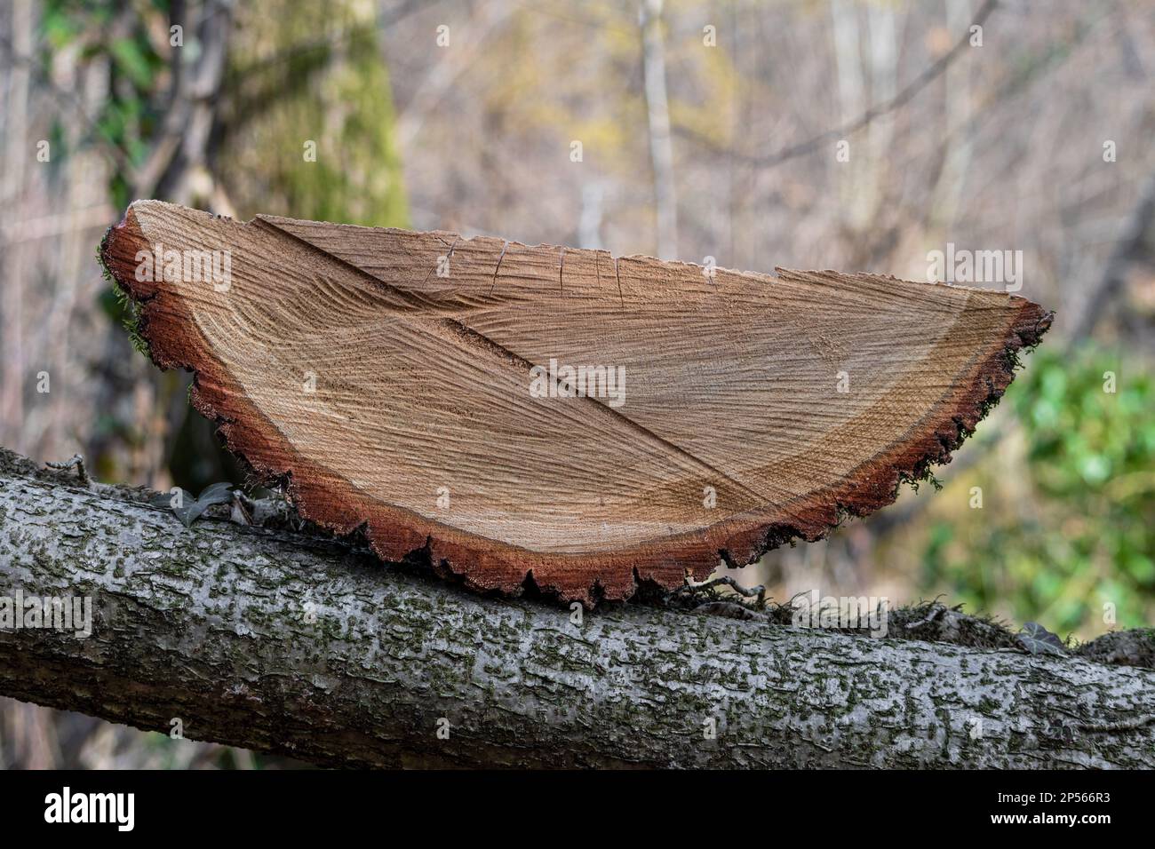 Cut tree trunk with circular cuts. Orange winter colors. Presence of ...