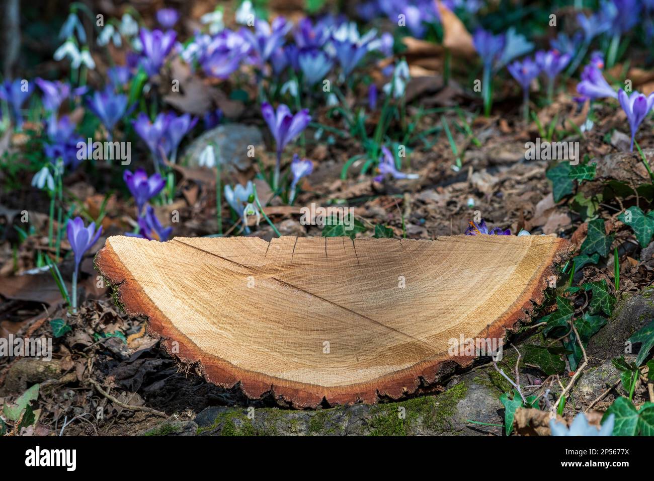 Cut tree trunk with circular cuts. Orange winter colors. Presence of ...