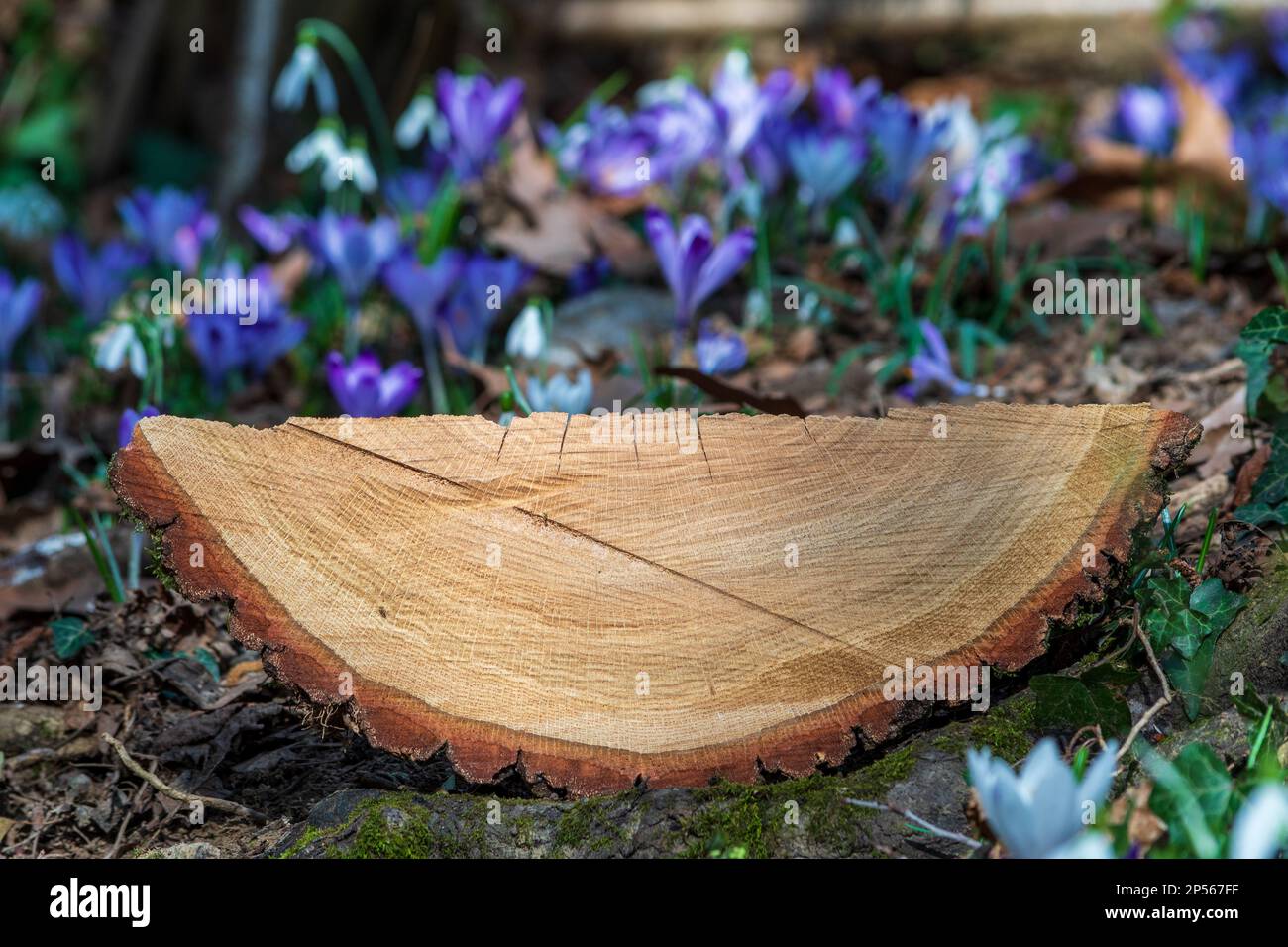 Cut tree trunk with circular cuts. Orange winter colors. Presence of ...