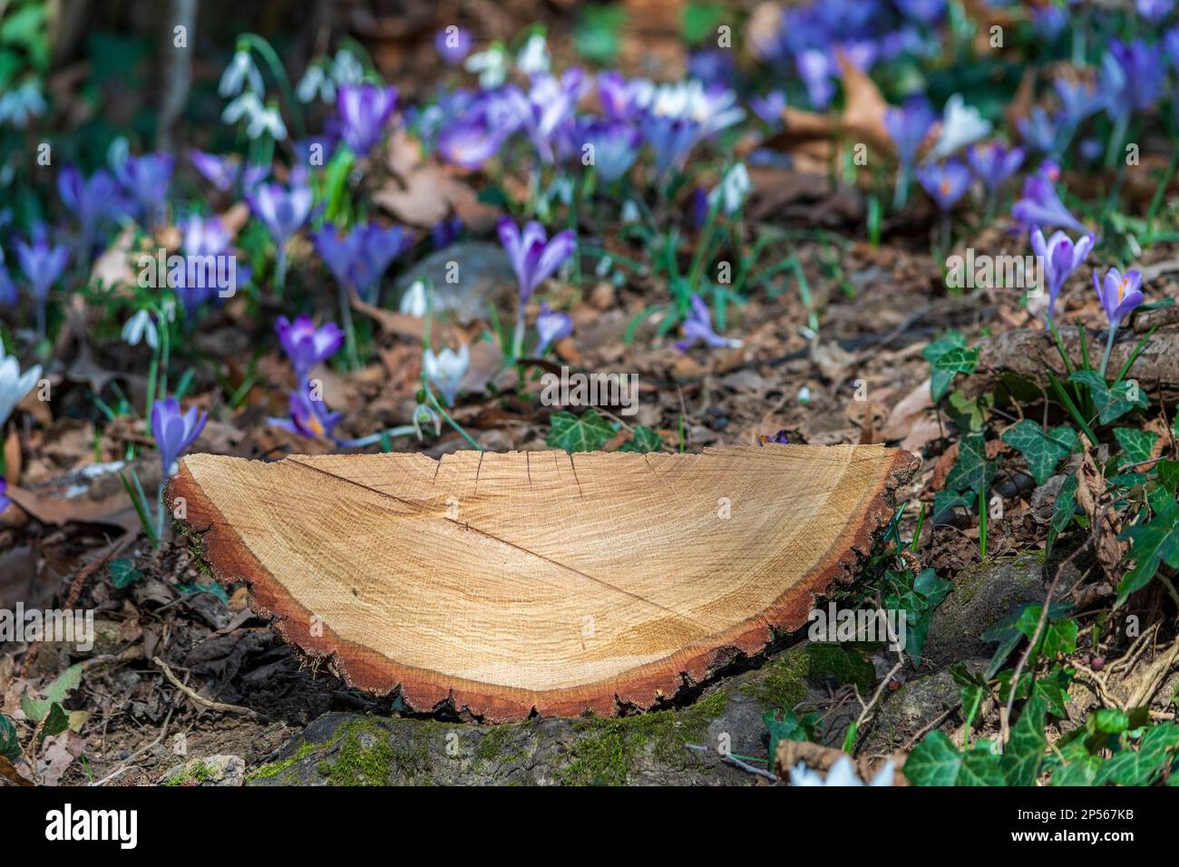 Cut tree trunk with circular cuts. Orange winter colors. Presence of ...