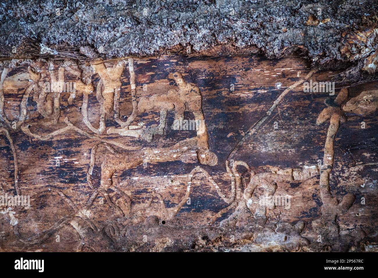 Cut tree trunk with circular cuts. Orange winter colors. Presence of ...