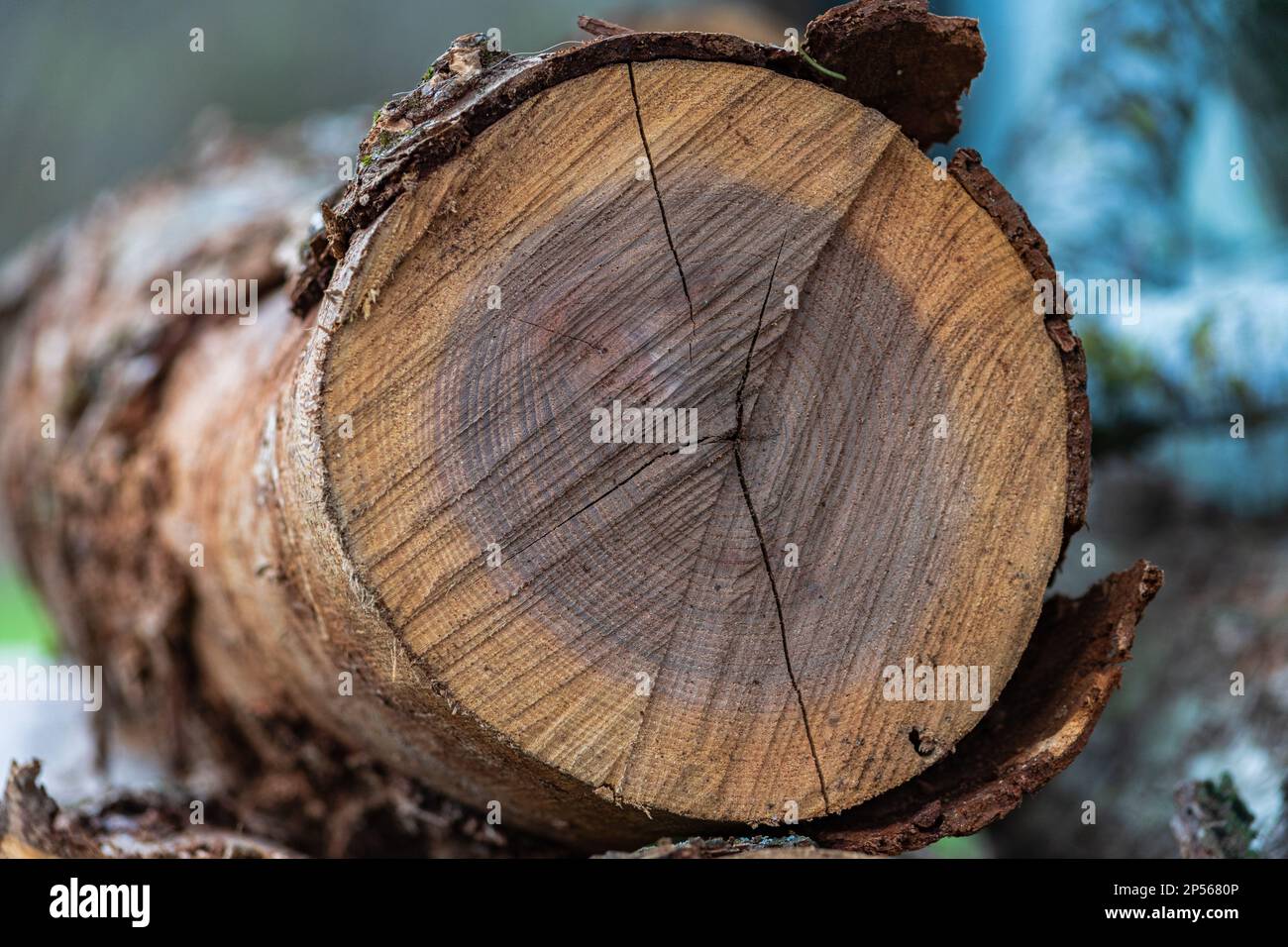 Cut tree trunk with circular cuts. Orange winter colors. Presence of ...