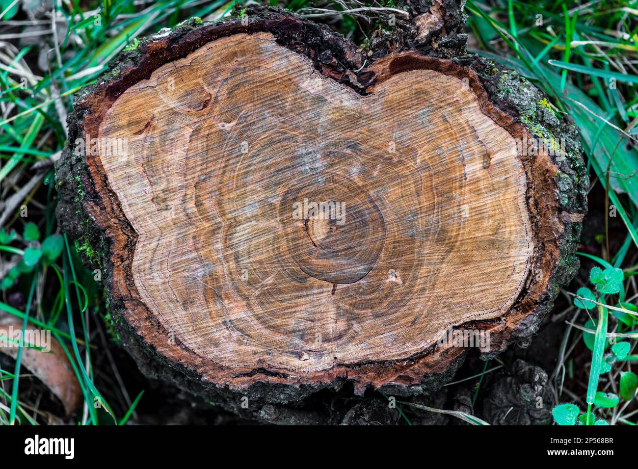Cut tree trunk with circular cuts. Orange winter colors. Presence of ...