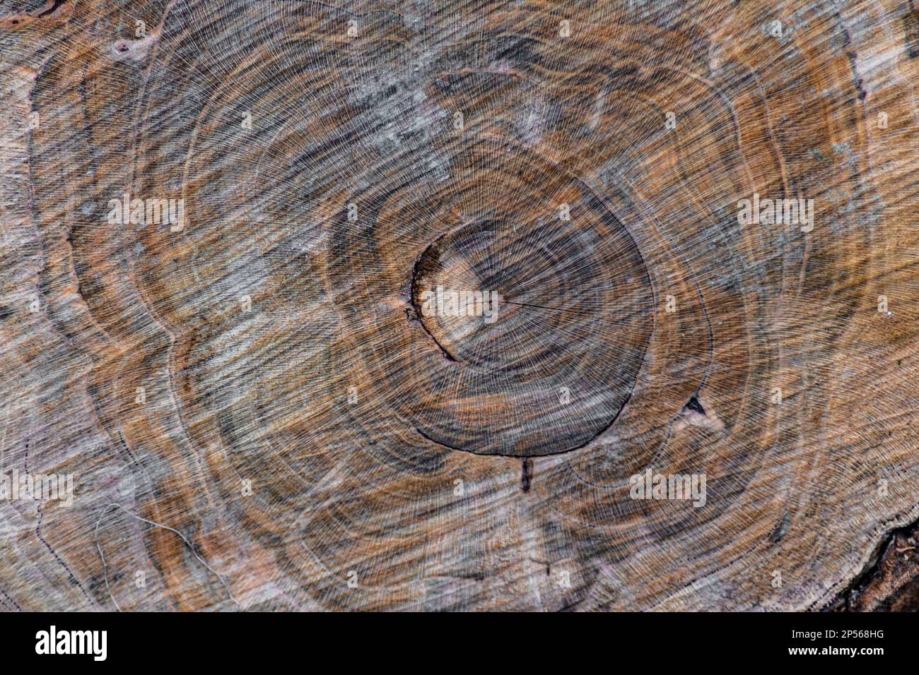 Cut tree trunk with circular cuts. Orange winter colors. Presence of ...