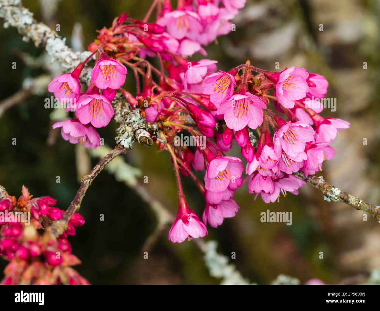 Pink, early spring flowers of the hardy Japanese cherry tree, Prunus x ...
