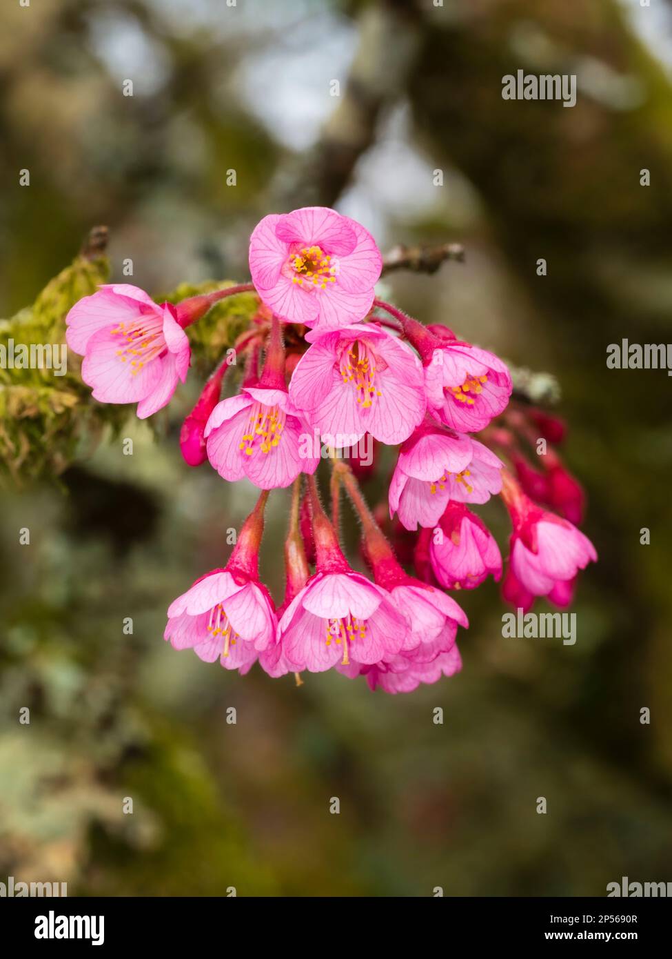 Pink, early spring flowers of the hardy Japanese cherry tree, Prunus x ...
