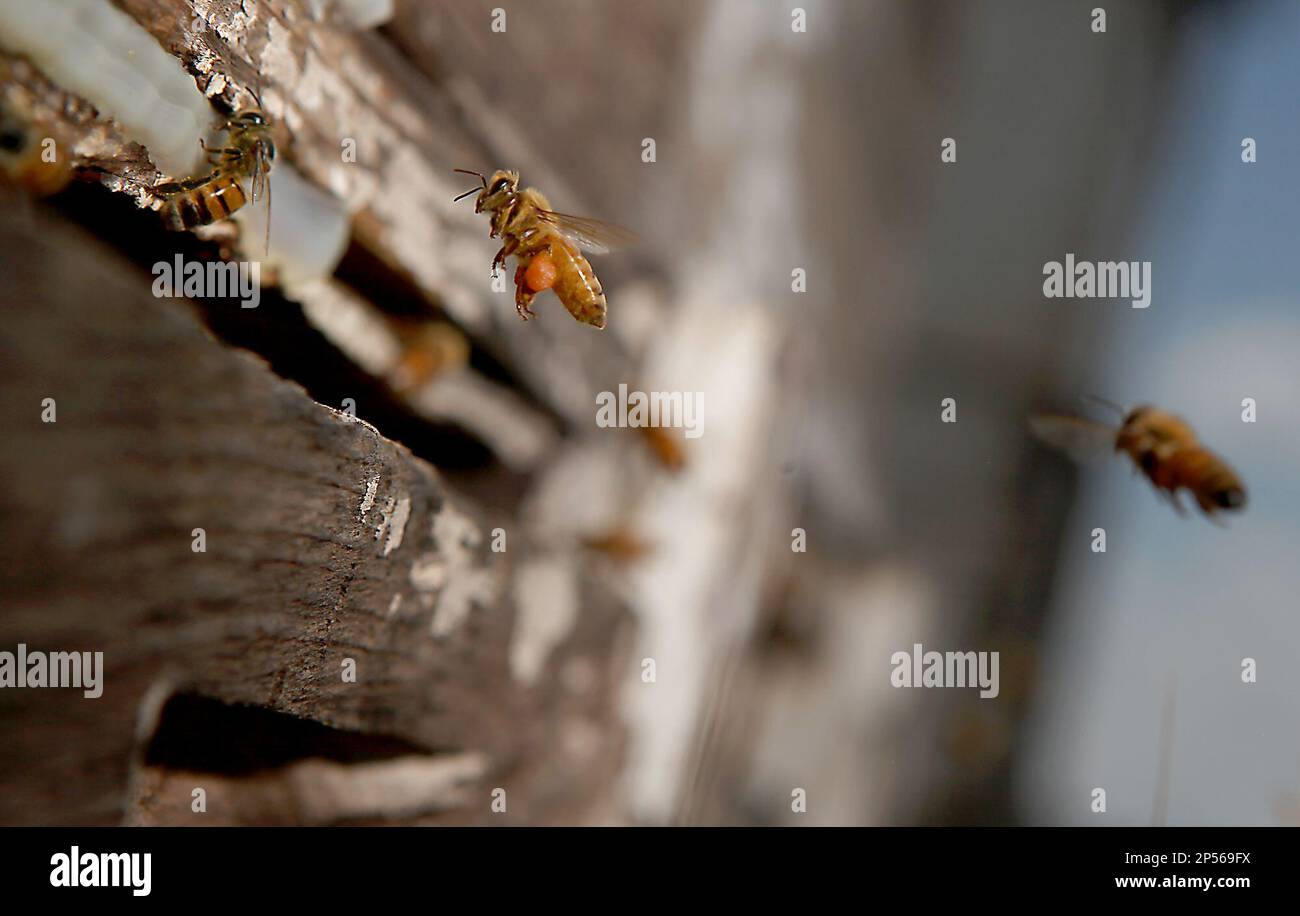 A honey bee flies back to the hive loaded down with pollen and nectar ...