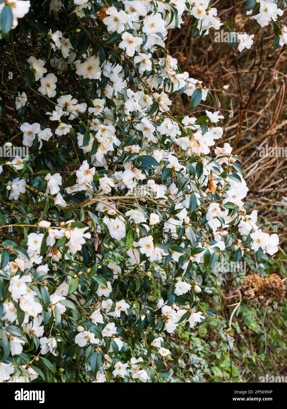 Massed white flowers of the ornamental, winter to early spring ...