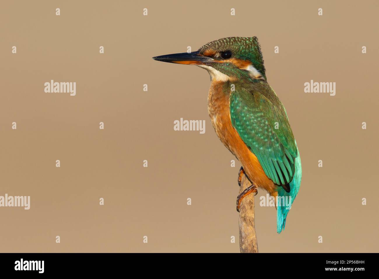 Common Kingfisher (Alcedo atthis), side view of a female perched on a ...