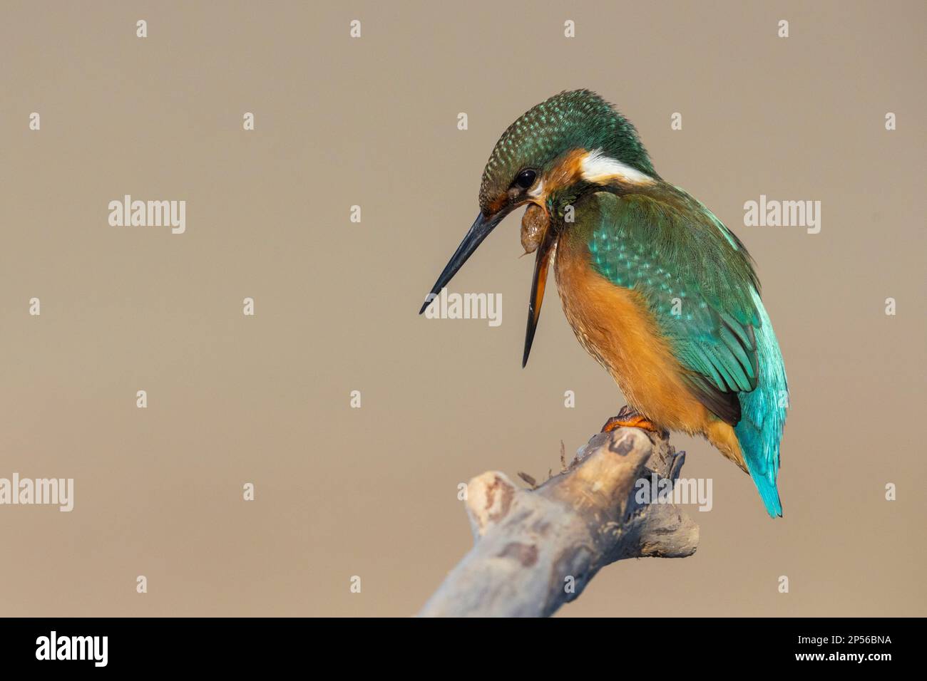 Common Kingfisher (Alcedo atthis), side view of a female expelling a ...
