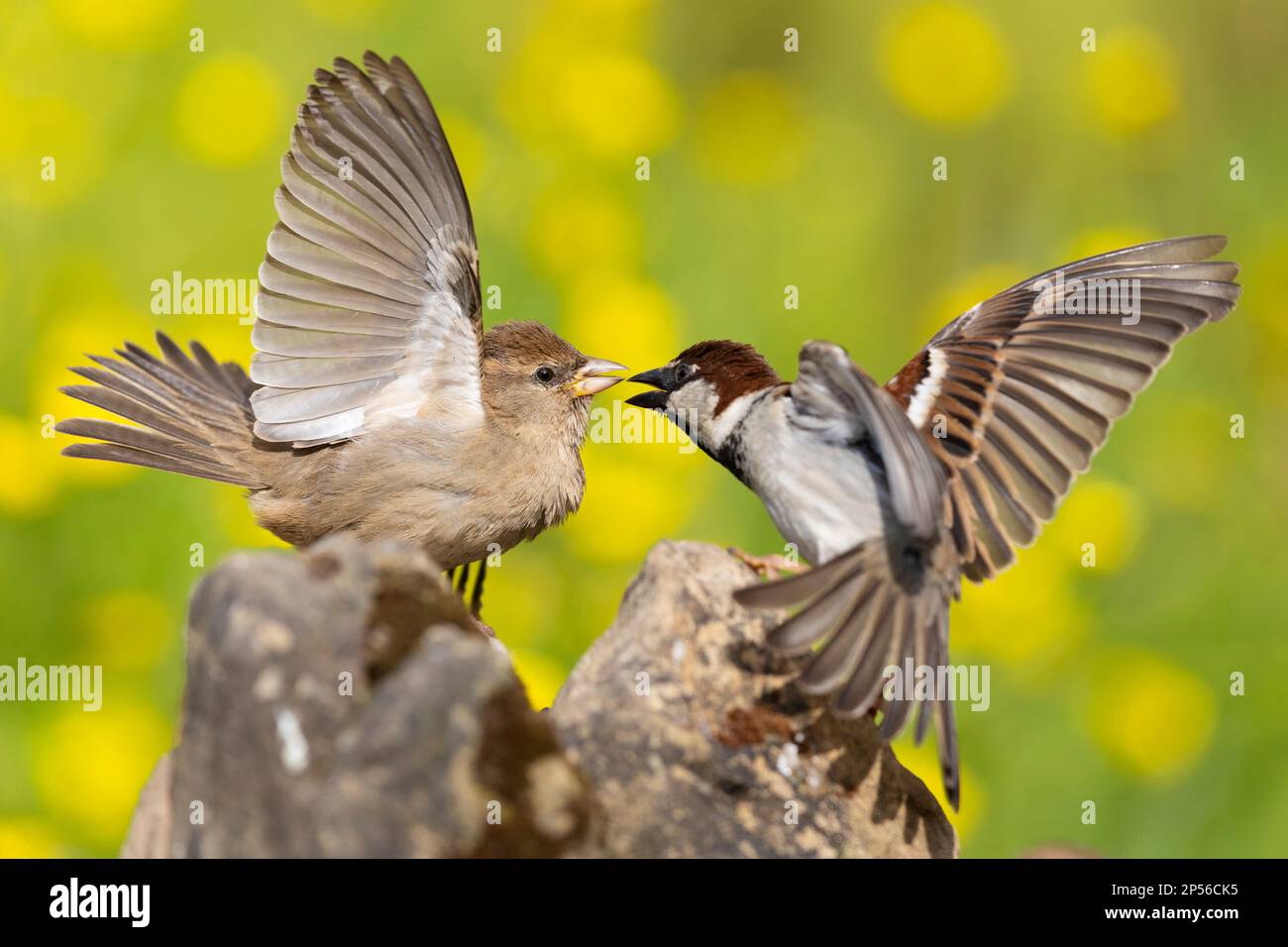 Italian Sparrow (Passer italiae), adult male and female fighting ...
