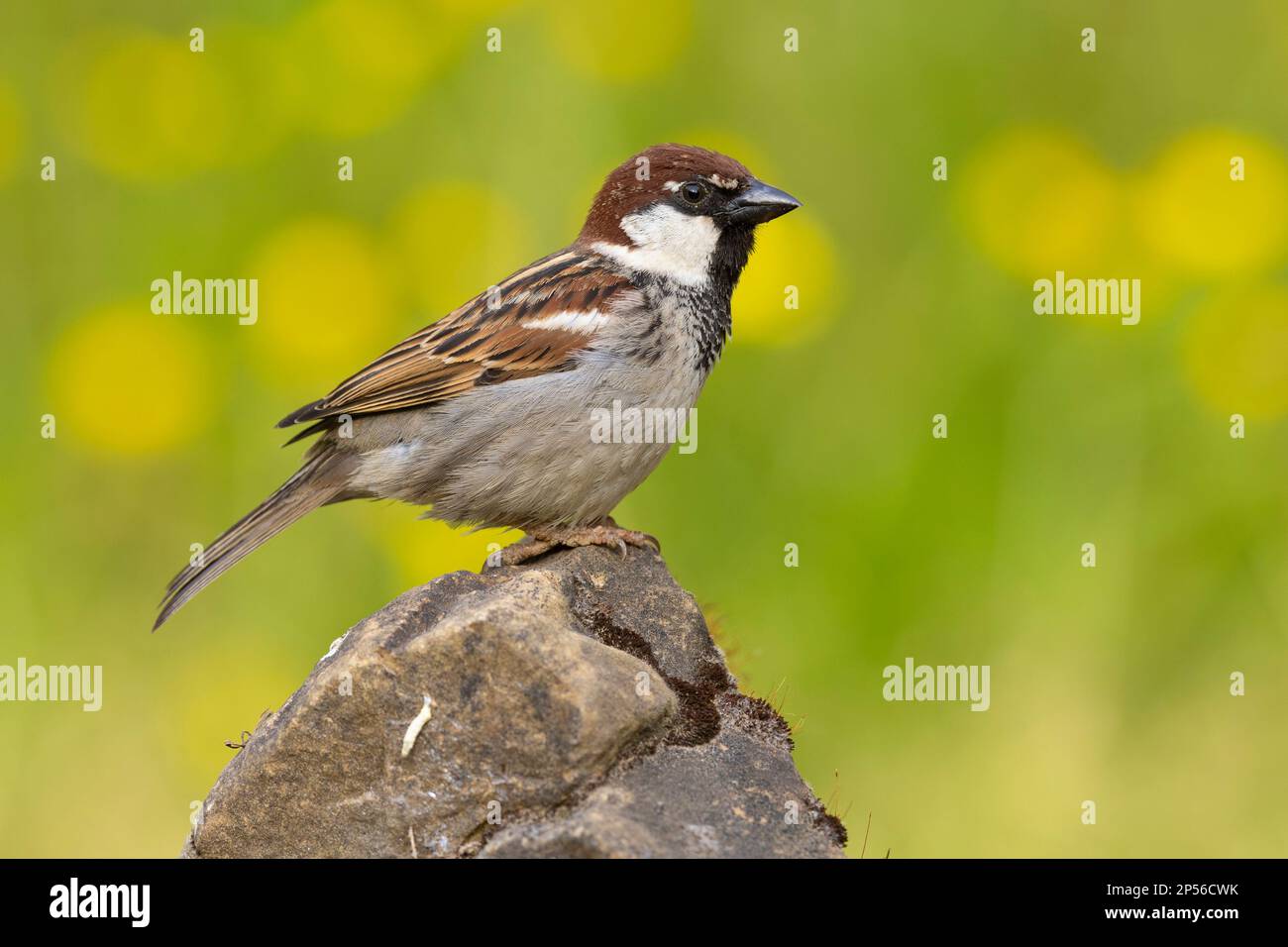 Italian Sparrow (Passer italiae), side view of an adult male standing ...
