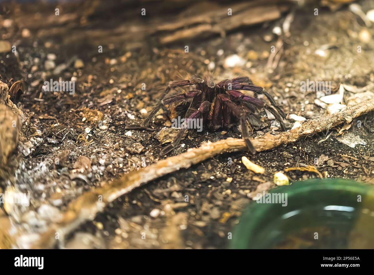 The spider explores the environment. A fierce and dangerous spider ...