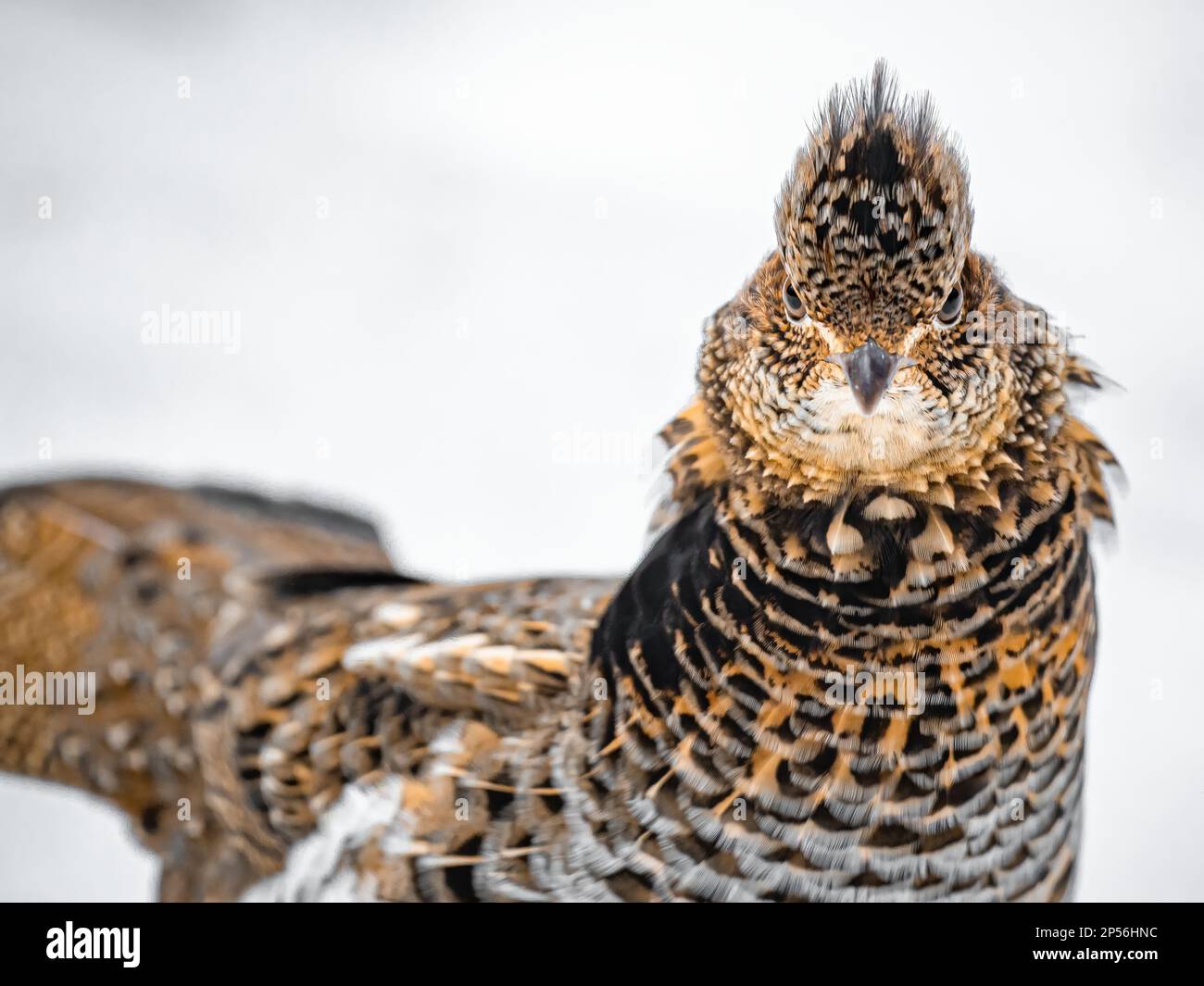 Close up view of a male ruffed grouse (Bonasa umbellus) against a plain ...