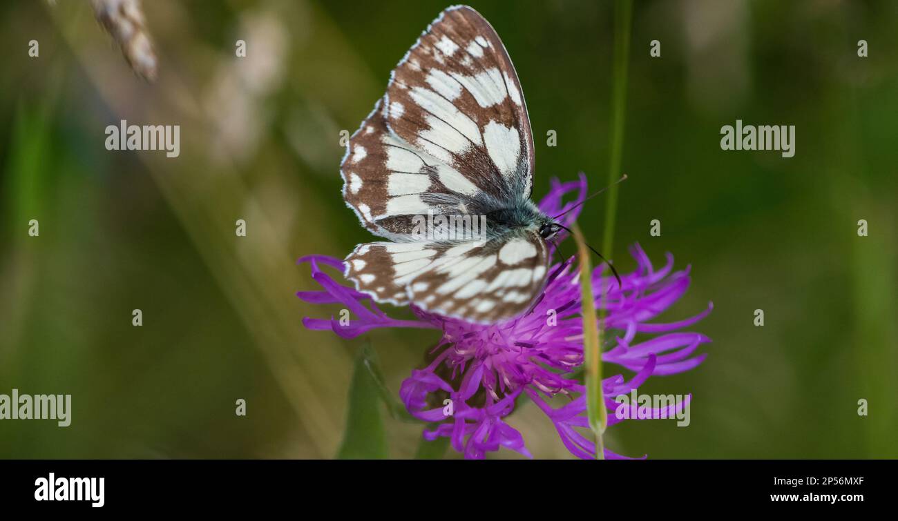 Checkerboard butterfly hi-res stock photography and images - Alamy