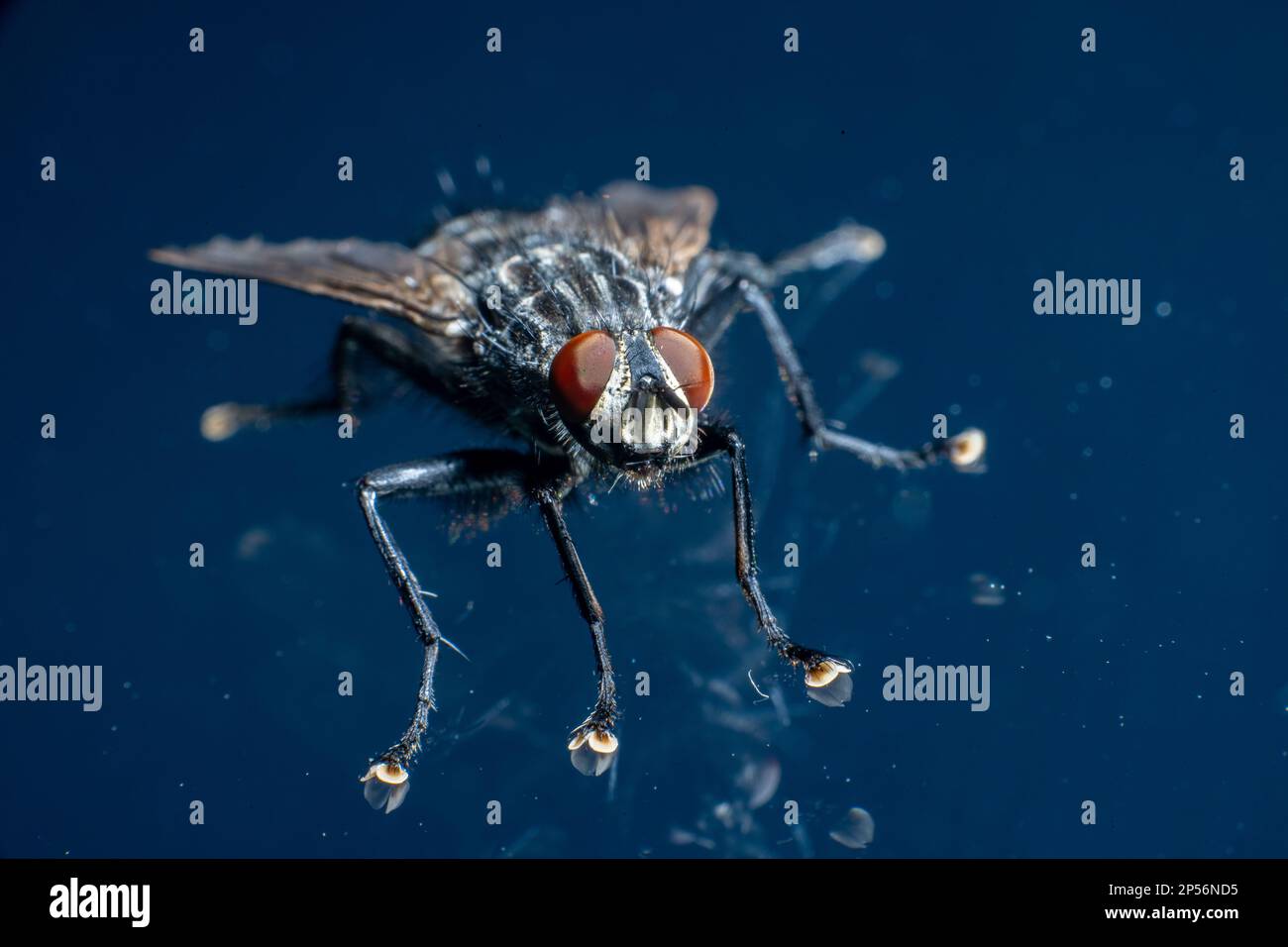 Body of housefly hi-res stock photography and images - Alamy
