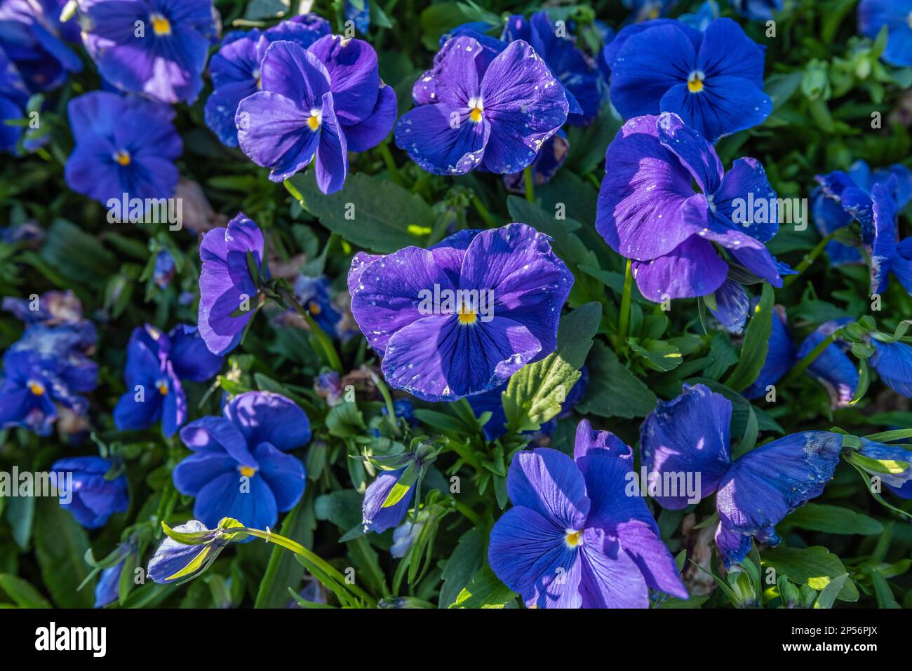 Group of intensely blue garden flowers Stock Photo - Alamy