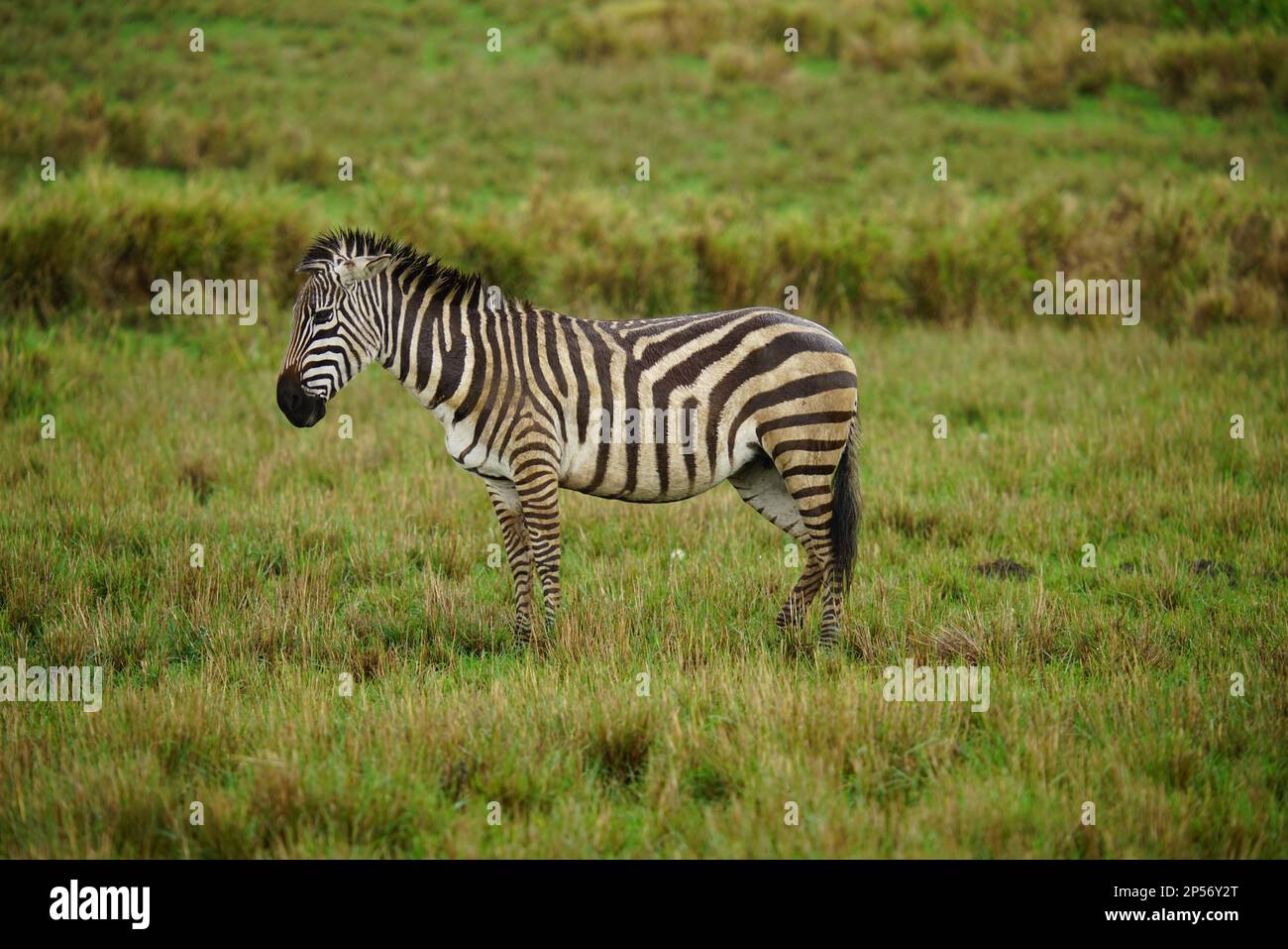 African grants zebra hi-res stock photography and images - Alamy