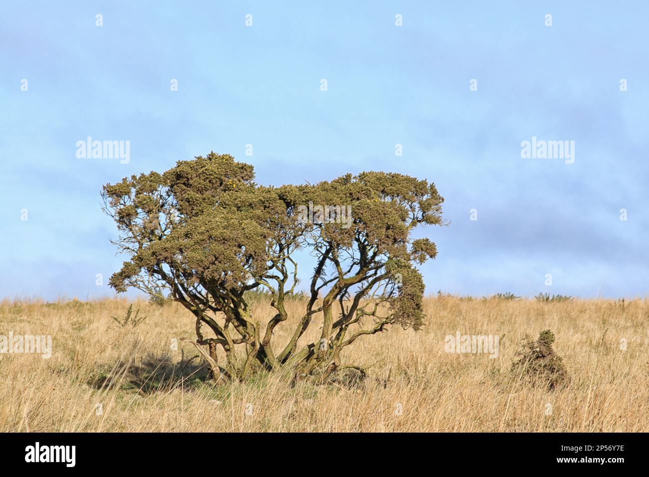 Tree in dry grass Stock Photo - Alamy