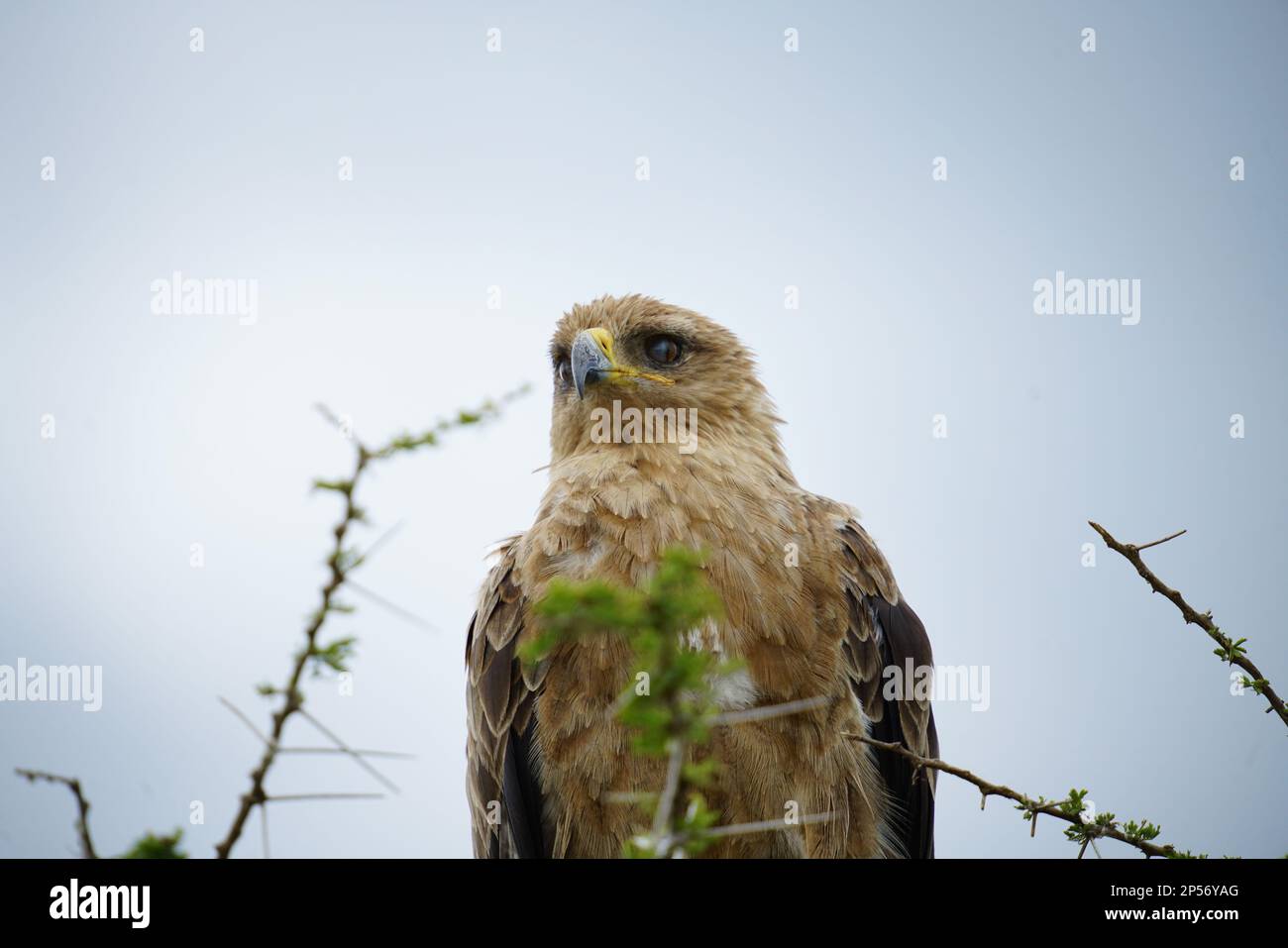 Tanzania serengeti african tawny eagle hi-res stock photography and ...