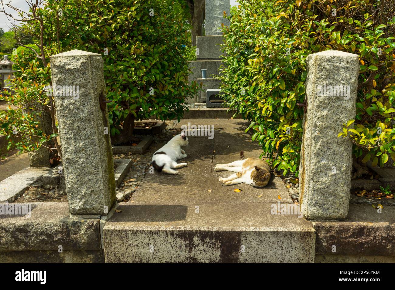 A couple of cats lay down in the Zoshigaya Cemetery in Tokyo, Japan ...
