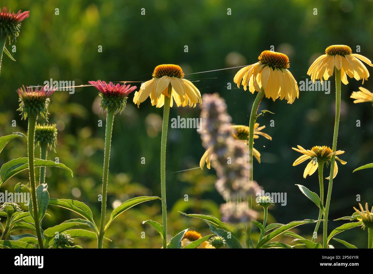 Country garden early in the morning, with a spiderweb strung between ...