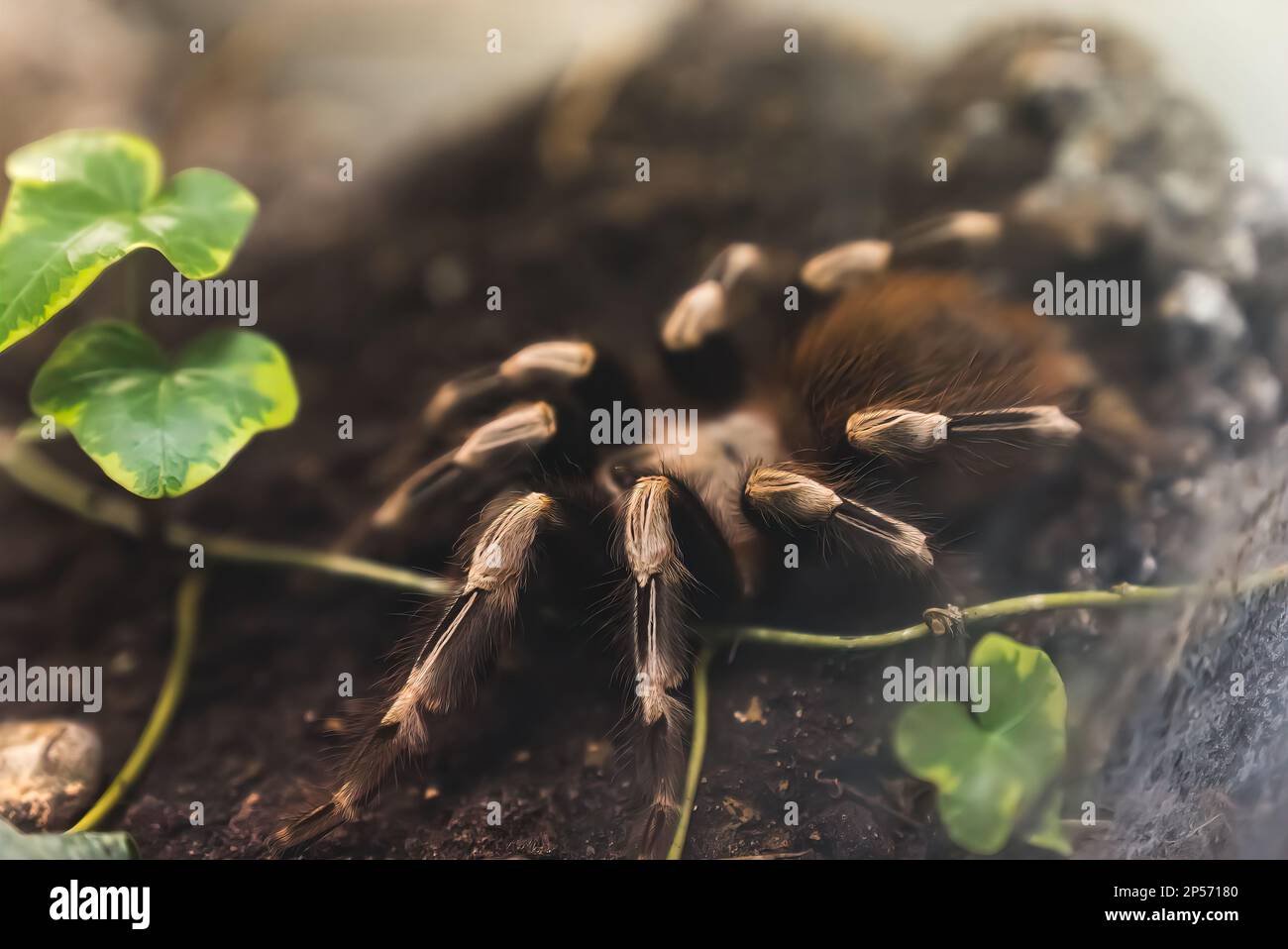 Spider under the leaf. A spider in search of food. The spider explores ...