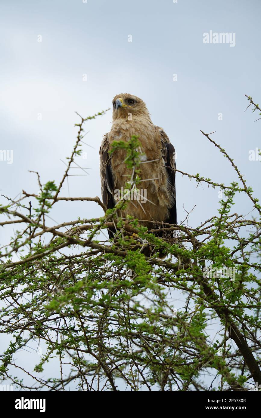 Tanzania serengeti african tawny eagle hi-res stock photography and ...
