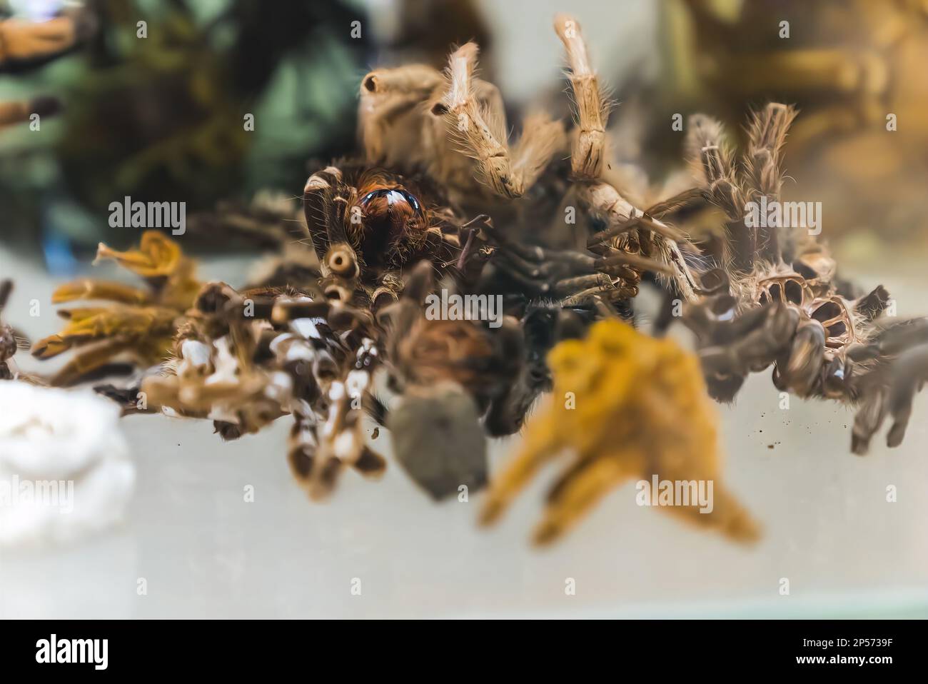 Molting allows the spider to grow and replace its exoskeleton. A spider ...