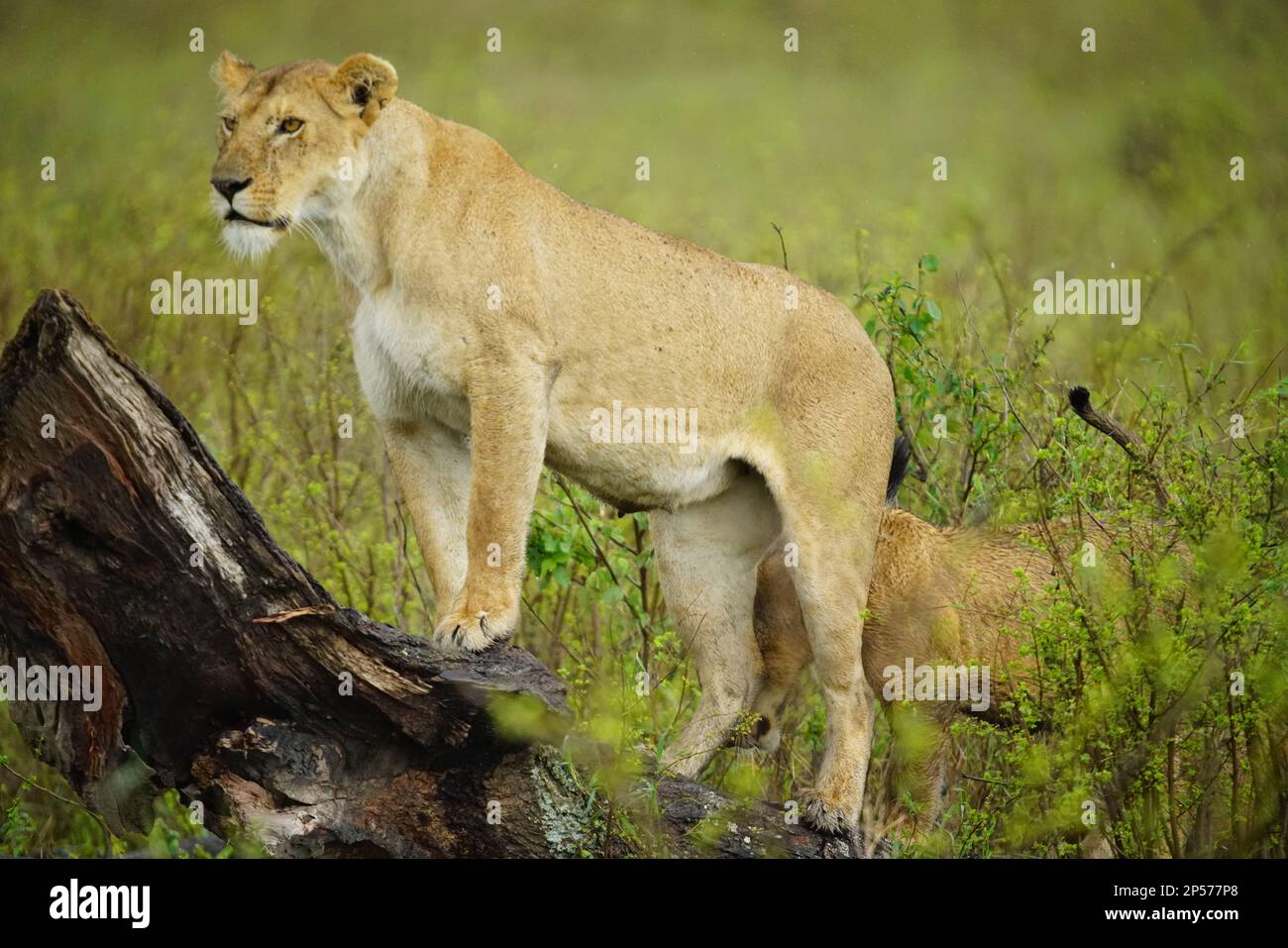 Lion lookout hi-res stock photography and images - Alamy