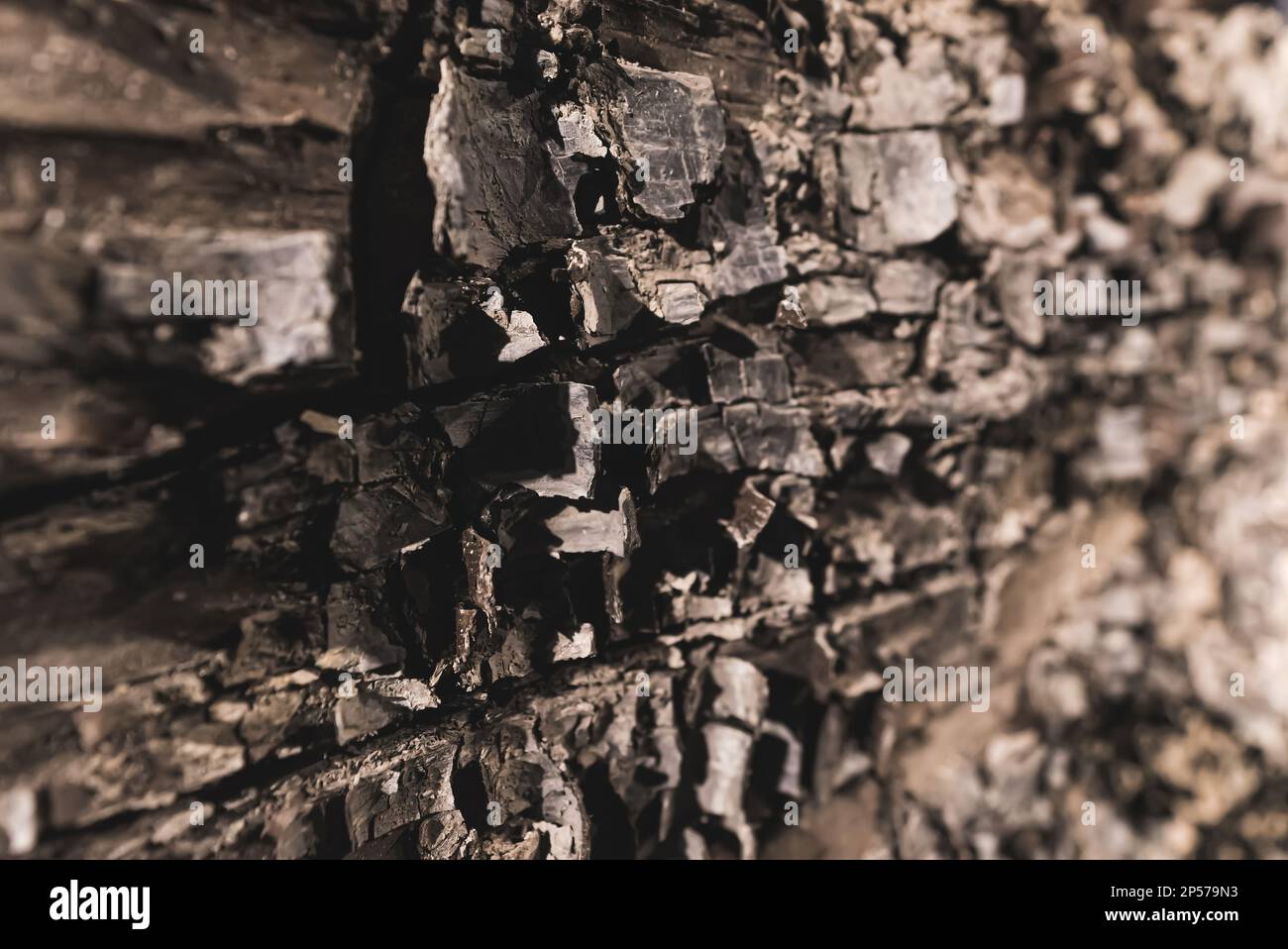 Fossils of an ancient tree, showing wood grain patterns. High quality ...