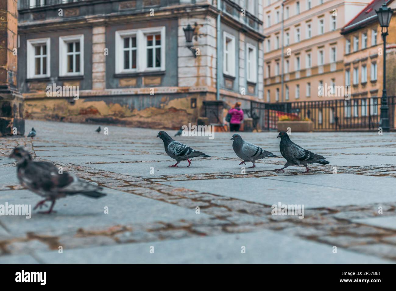 Architecture urban pigeons hi-res stock photography and images - Alamy