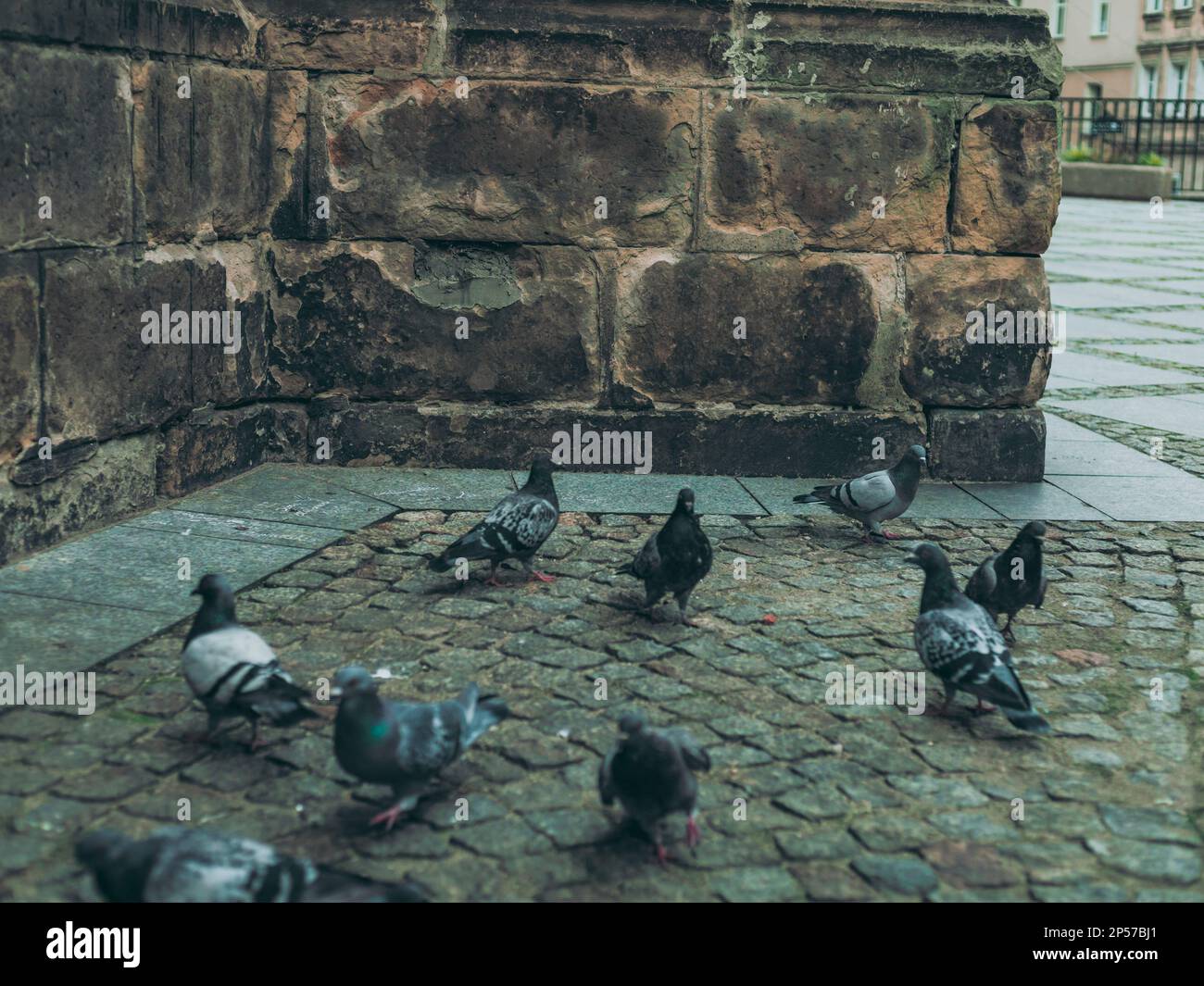 Wild urban street pigeon in hi-res stock photography and images - Alamy