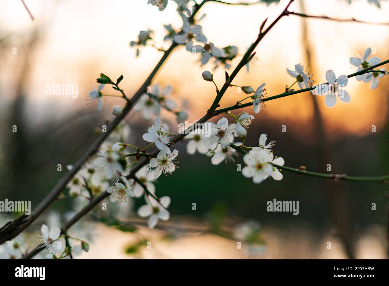 Cherry blossoms in spring during sunset in Heidelberg, Germany Stock ...