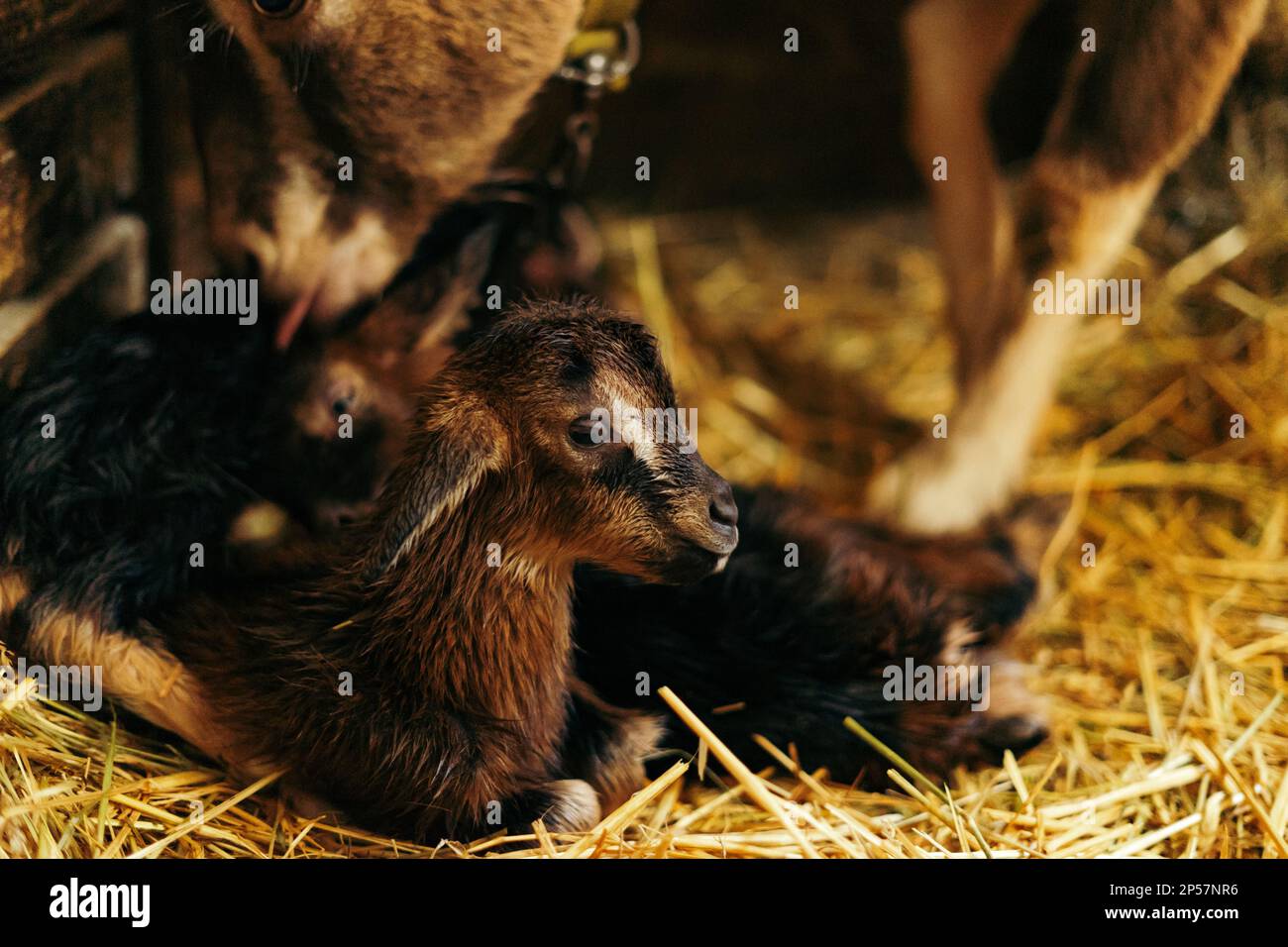 Newborn brown baby goat, goat kid, with siblings and mother goat 10 ... Newborn brown baby goat, goat kid, with siblings and mother goat 10 ...