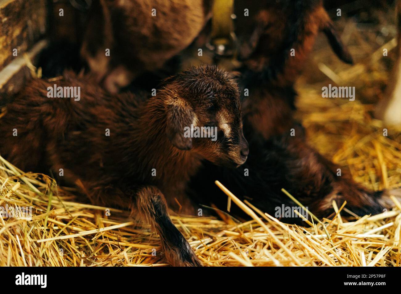 Newborn brown baby goat, goat kid, with siblings and mother goat 10 ... Newborn brown baby goat, goat kid, with siblings and mother goat 10 ...