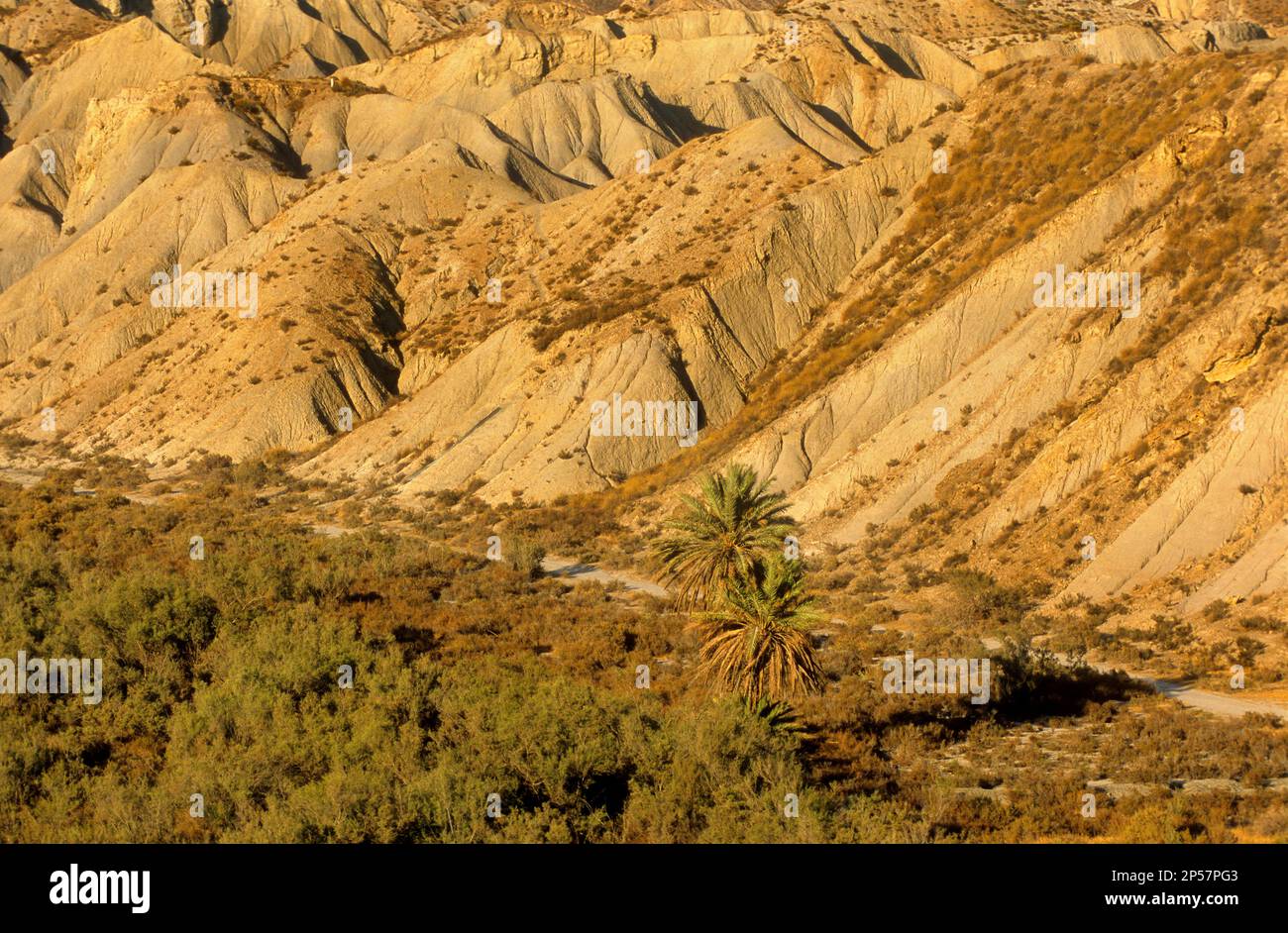 Desert of Tabernas, the only real desert of Europe.Dry riverbed.Almeria ...