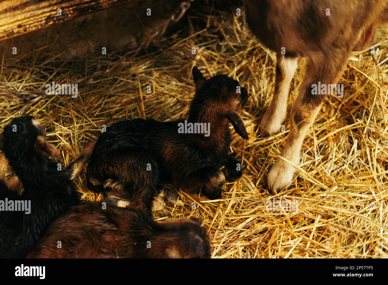 Newborn brown baby goat, goat kid, with siblings and mother goat 10 ...
