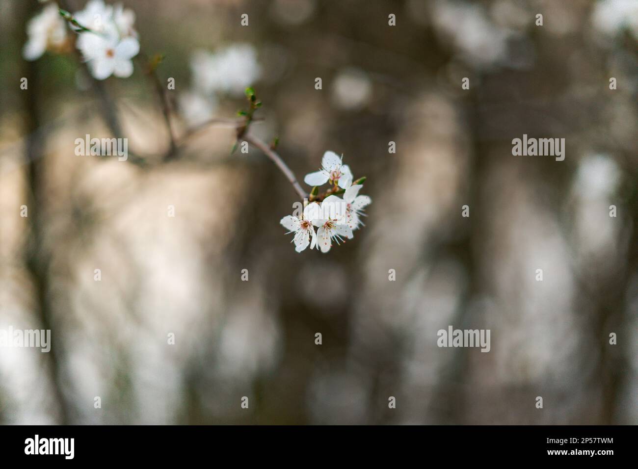 Cherry blossoms in spring during sunset in Heidelberg, Germany Stock ...