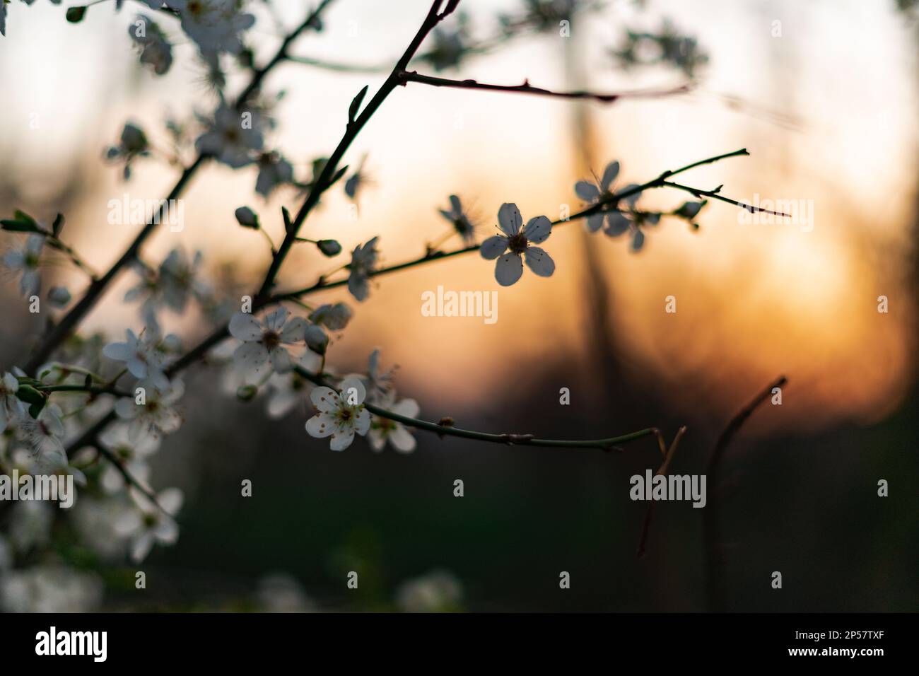 Cherry blossoms in spring during sunset in Heidelberg, Germany Stock ...