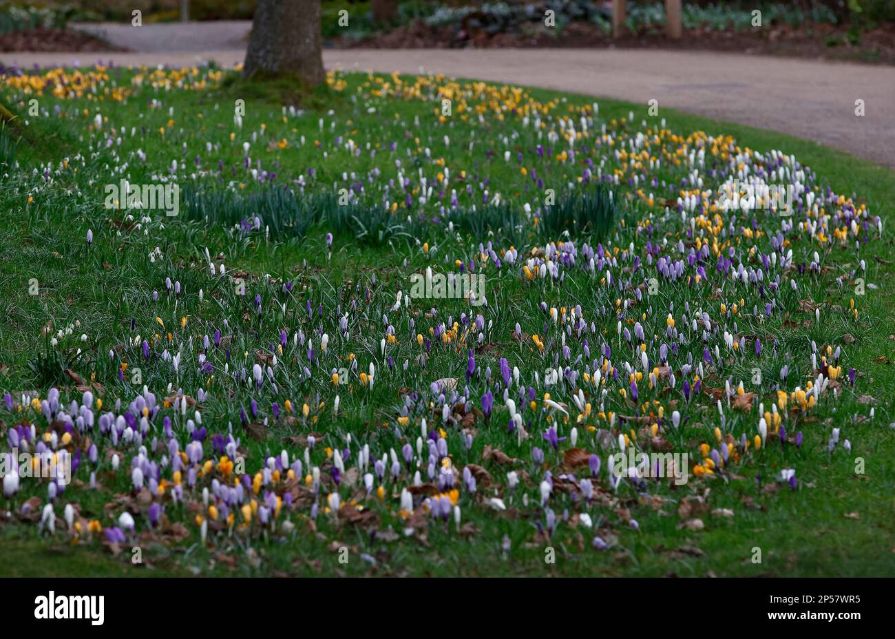 Winter flowers of crocuses seen flowering in the grass lawn Stock Photo ...