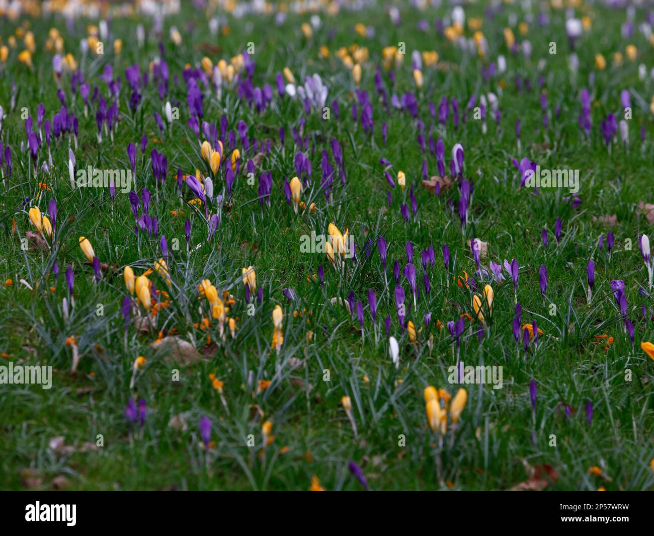 Winter flowers of crocuses seen flowering in the grass lawn Stock Photo ...