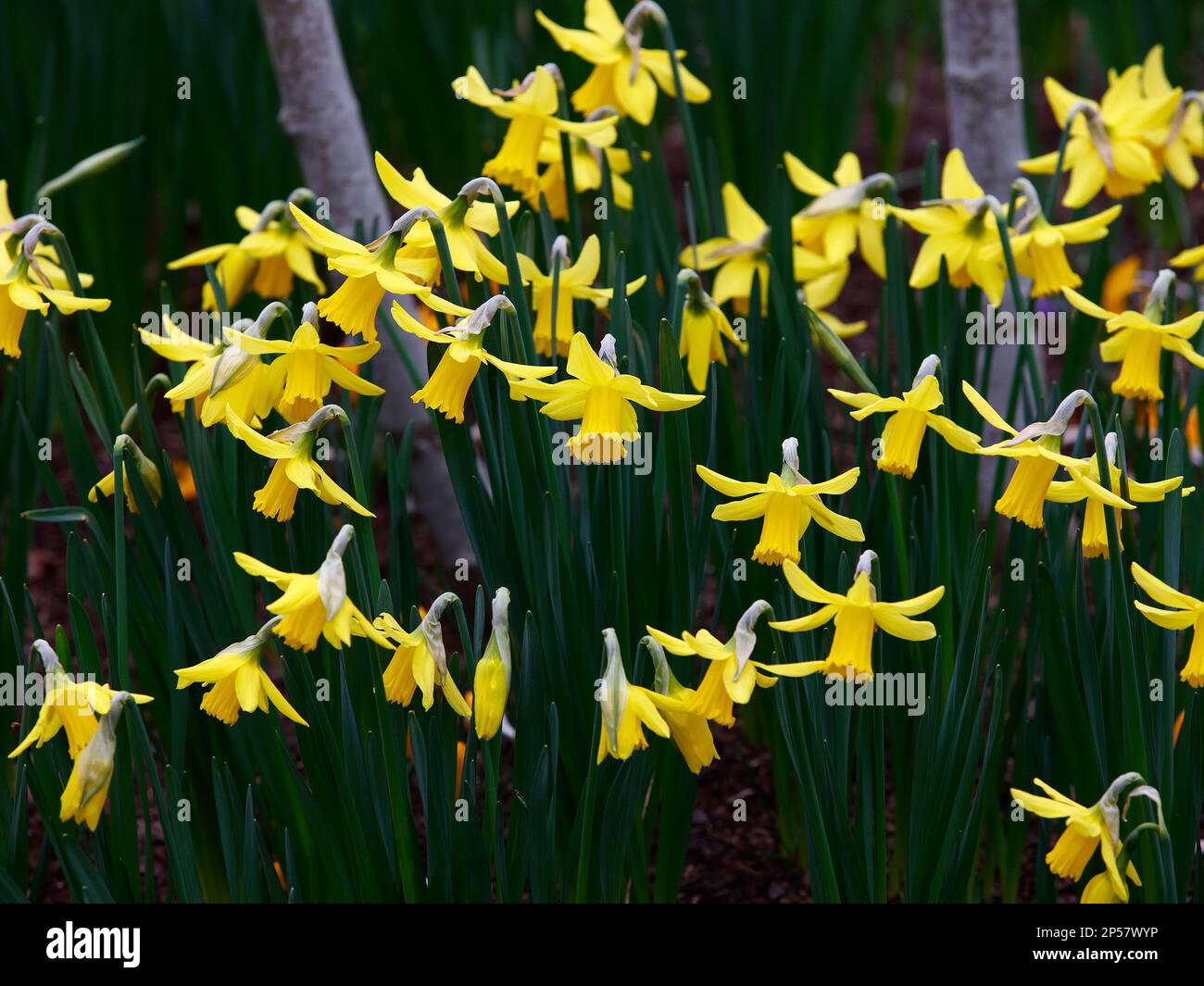 Closeup of the yellow winter flowers of the early flowering daffodil ...