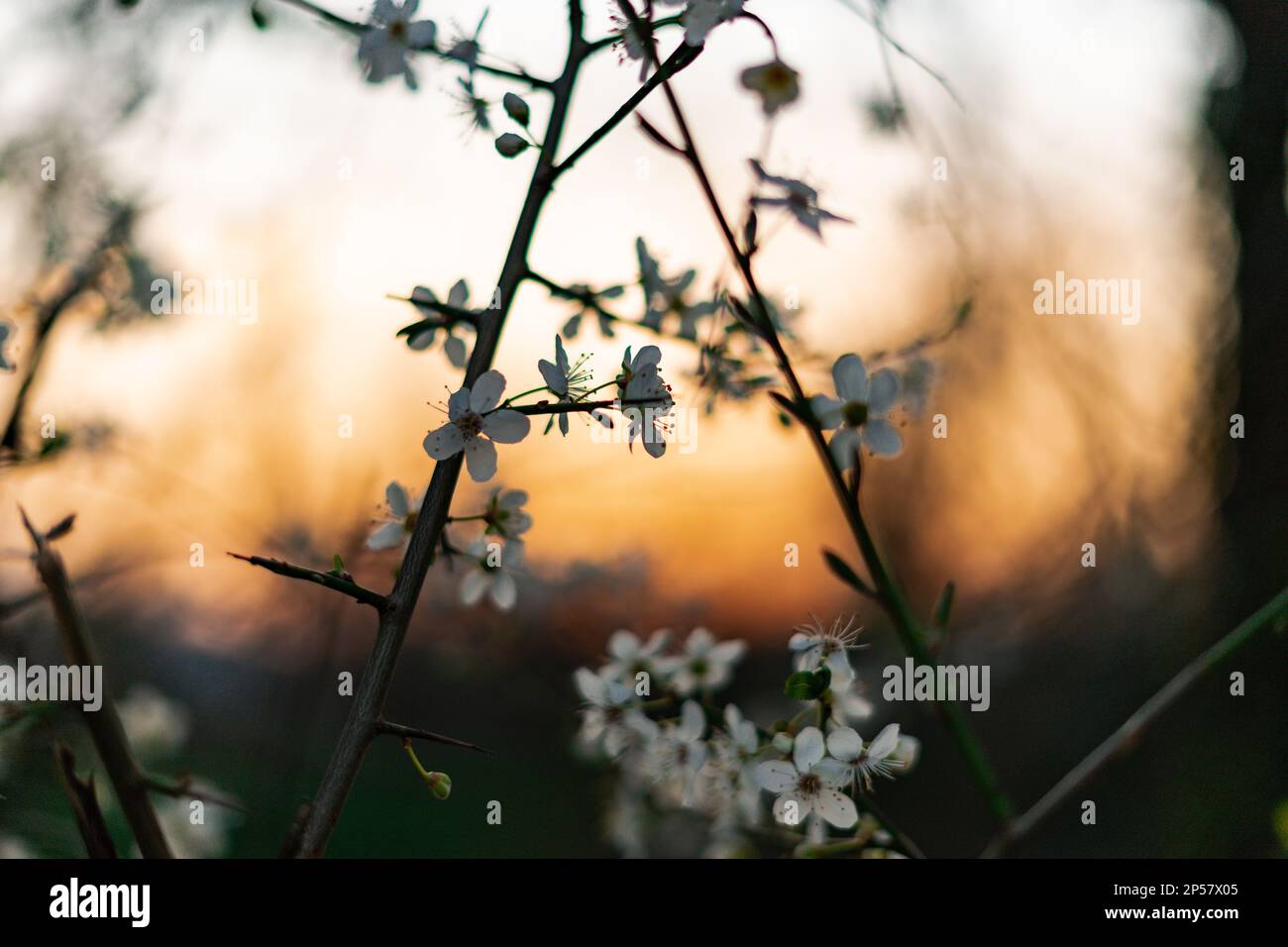 Cherry blossoms in spring during sunset in Heidelberg, Germany Stock ...