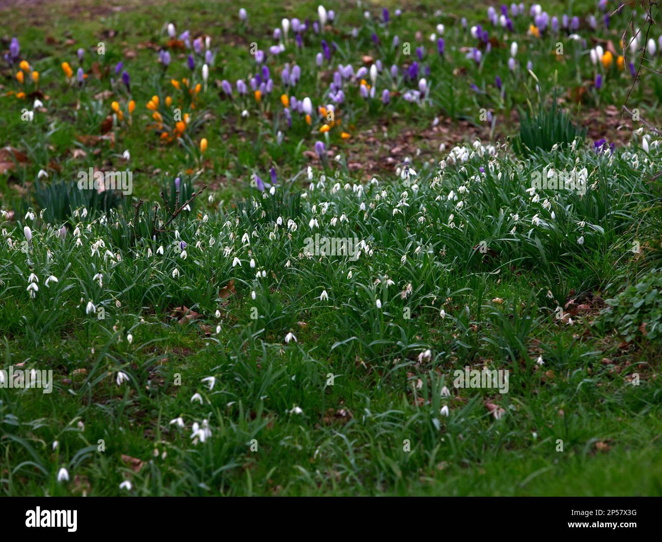 Winter flowers of crocuses seen flowering in the grass lawn Stock Photo ...