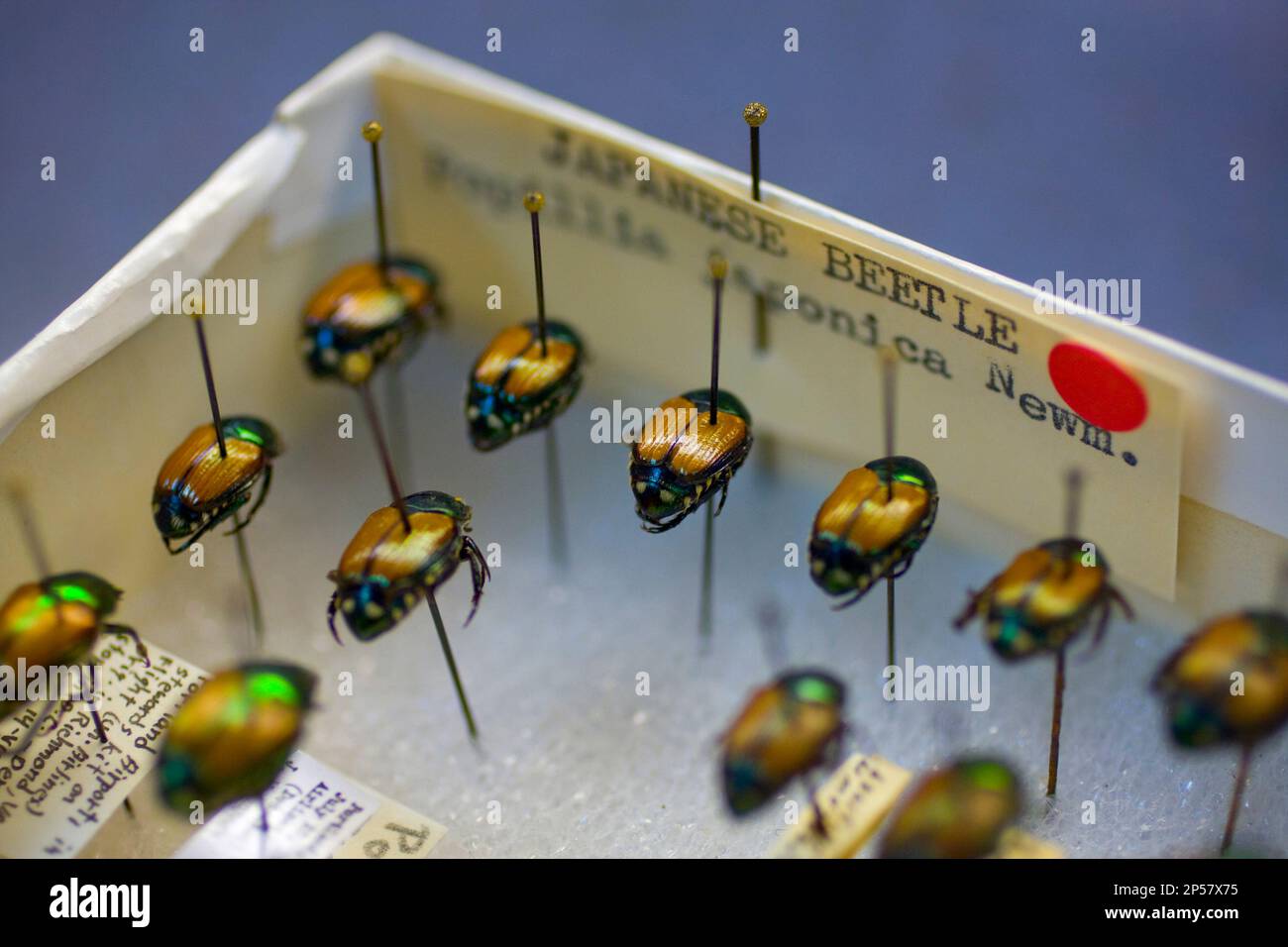 An undated photo shows a display of Japanese beetles. Oregon has drawn ...